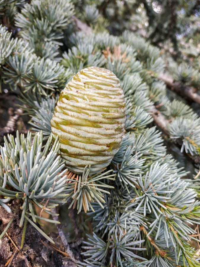 Green cedar cone stock image. Image of pine, tree, cedar - 29924717