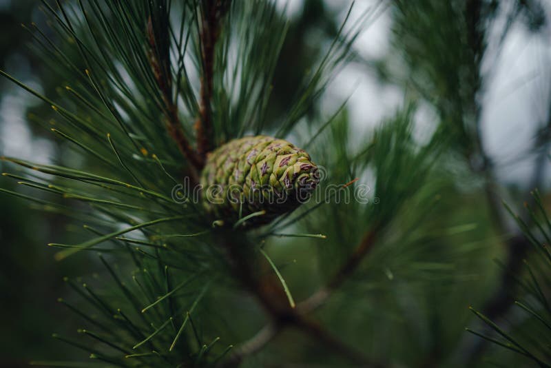 Young Green Cone of Maritime Pine. Pinus Pinaster Stock Photo - Image ...