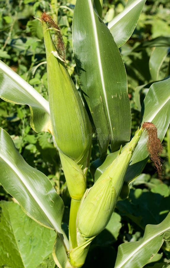Young green corn stock image. Image of nature, horizon - 10270369