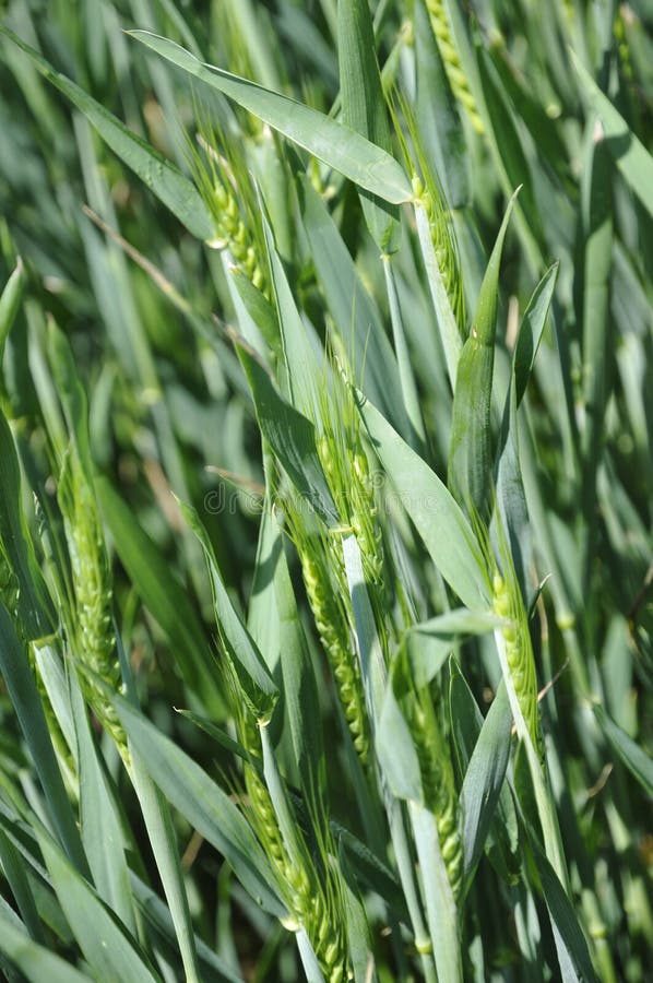Young Green Corn stock photo. Image of field, corn, nature - 24620910