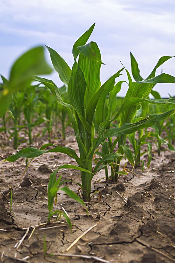 Young Green Corn in Agricultural Field in Early Spring. Stock Photo ...