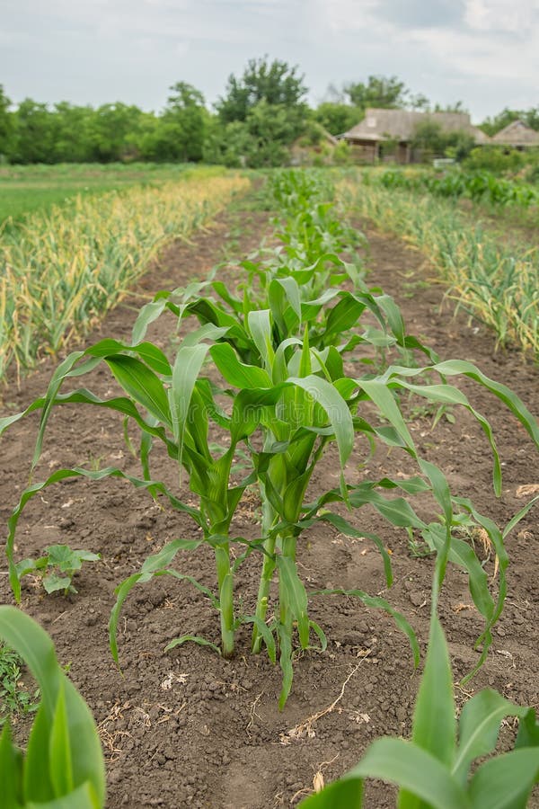 Young Green Corn Bushes Growing in the Garden Stock Photo - Image of ...