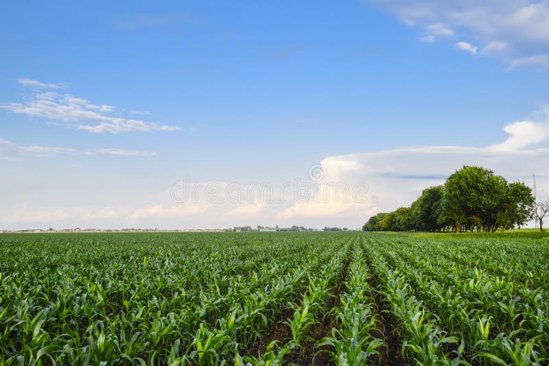 Young Green Corn on the Field. Corn Field in the Spring Stock Image ...
