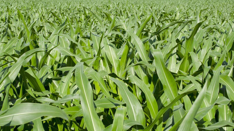 Young Green Corn Growing on the Field, Background. Texture from Young ...