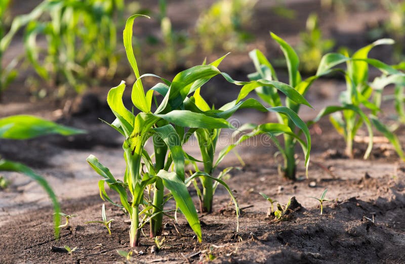 Young Green Corn on Stalk in Field Stock Photo - Image of grain, health ...