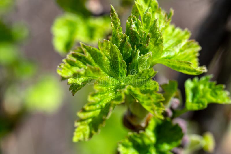 Young Green Currant Leaves on a Branch in the Garden Stock Photo ...
