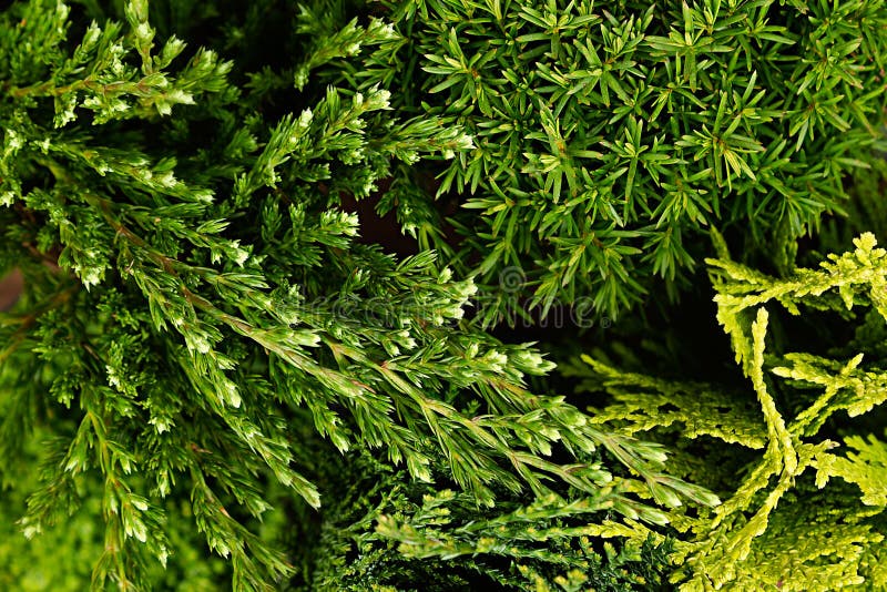 Young Green Different Conifer Branches Top View Close Up Background ...