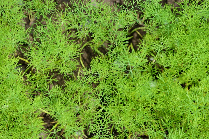 Shoots of Dill in Early Spring Stock Image - Image of growth, nutrition ...
