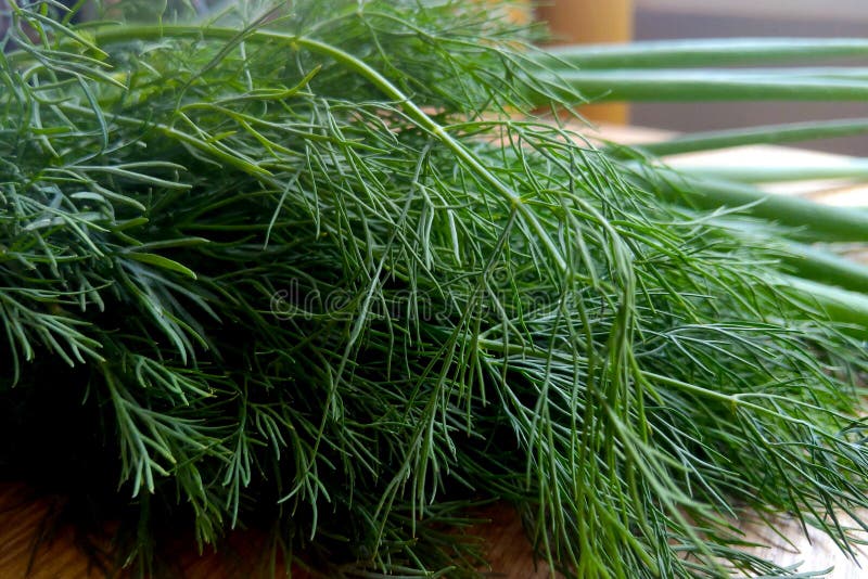 Young Green Dill on the Table. Fresh Vegetables. Stock Image - Image of ...