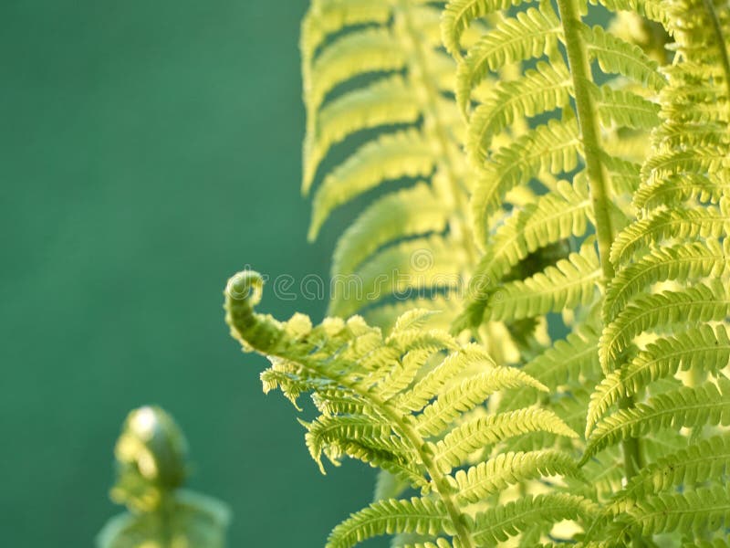 Fern in the rays of light stock photo. Image of closeup - 182569882