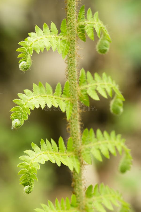 Young green fern leaves stock image. Image of leaves - 92580389