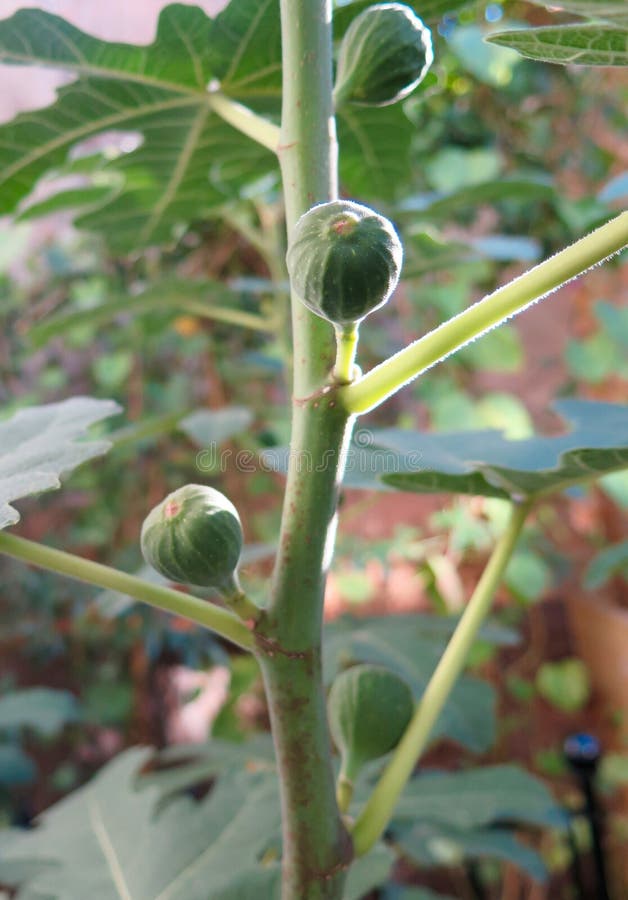 Young Green Figs stock photo. Image of greek, summer - 60650644