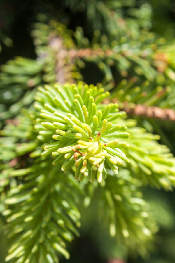 Young green fir stock photo. Image of season, branches - 81867328