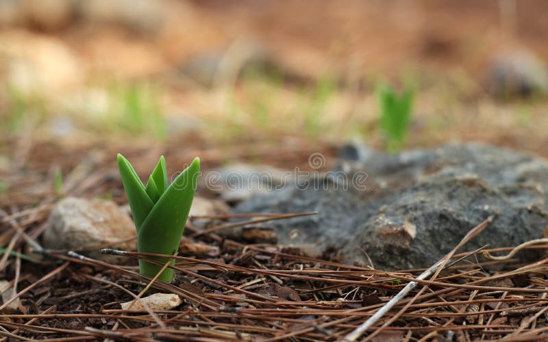 Green Sprout in the Spring Forest Stock Photo - Image of bouquet, germ ...