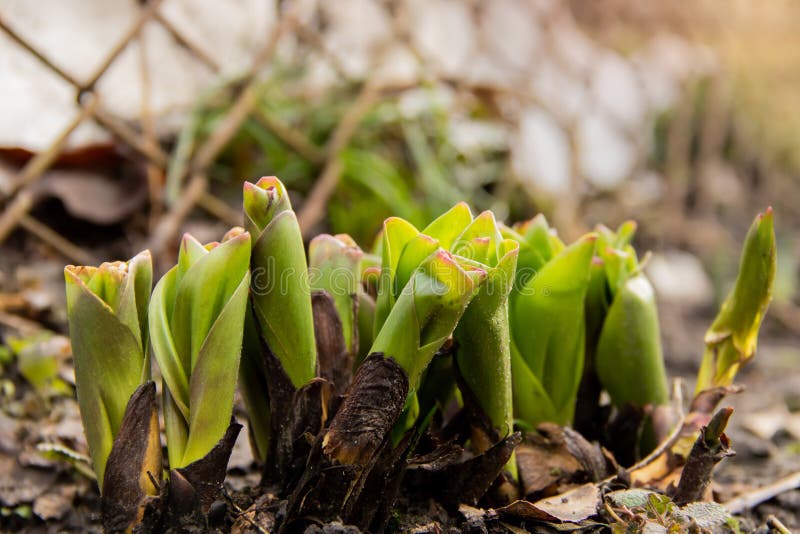 Young Green Flowers Sprout from the Ground in Early Spring Stock Photo ...