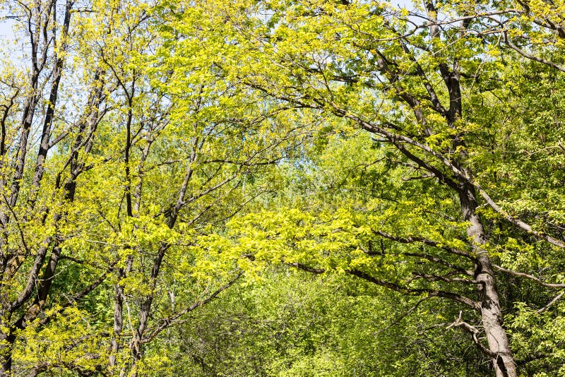 Young Green Foliage of Trees in Forest in Spring Stock Image - Image of ...