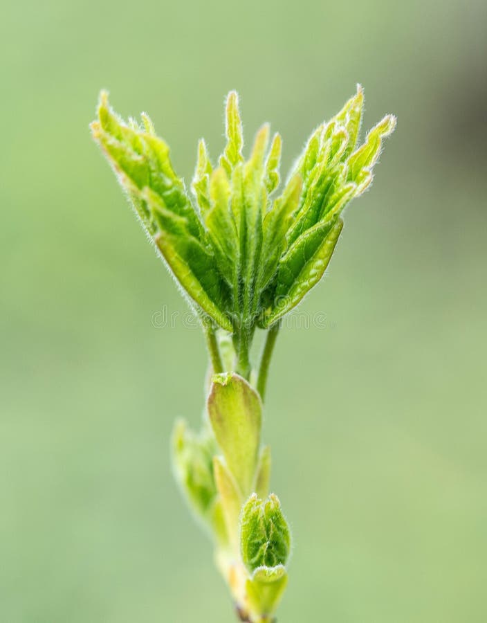 A Young Green Forest Plant Starting a New Life Stock Image - Image of ...