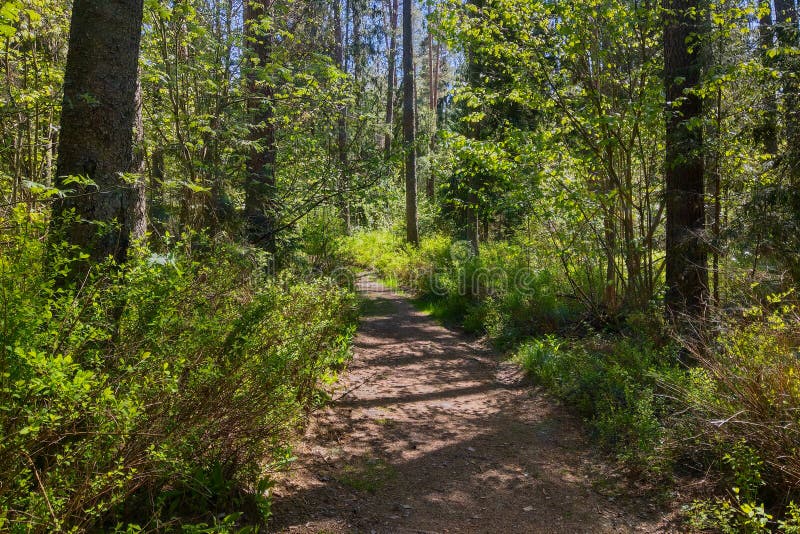 Young Green Forest with a Walking Path Stock Image - Image of woods ...