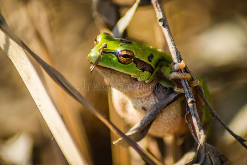 Young Green Frog in Its Natural Environment Stock Image - Image of duck ...