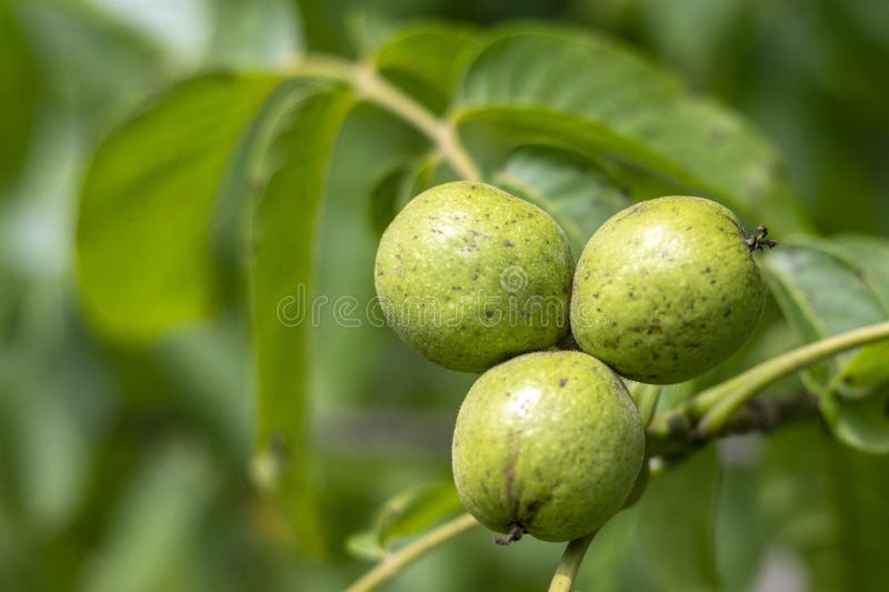 2,977 Young Walnut Tree Stock Photos - Free & Royalty-Free Stock Photos ...