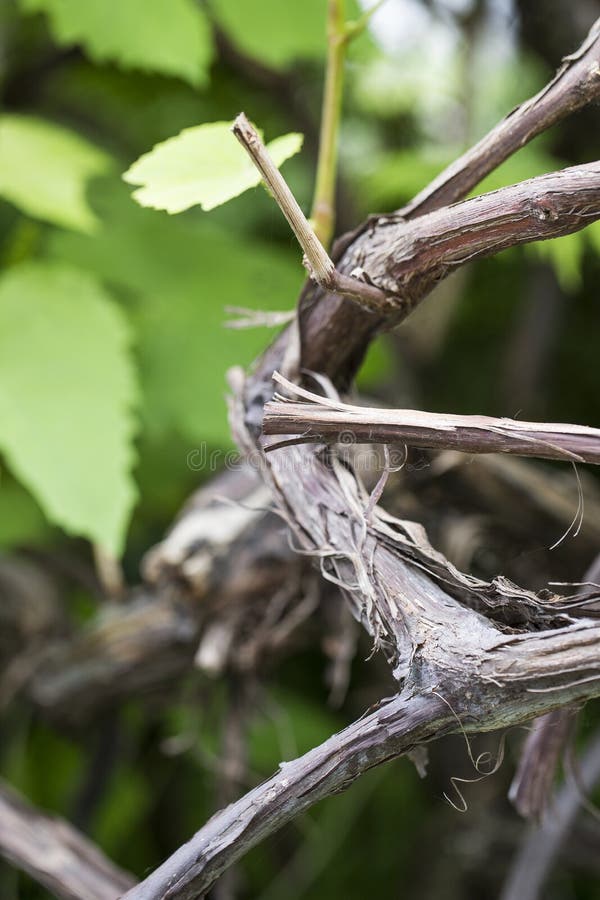 Grape Trunk. Grapevine Detail With Trunk And Earth Stock Photo - Image ...