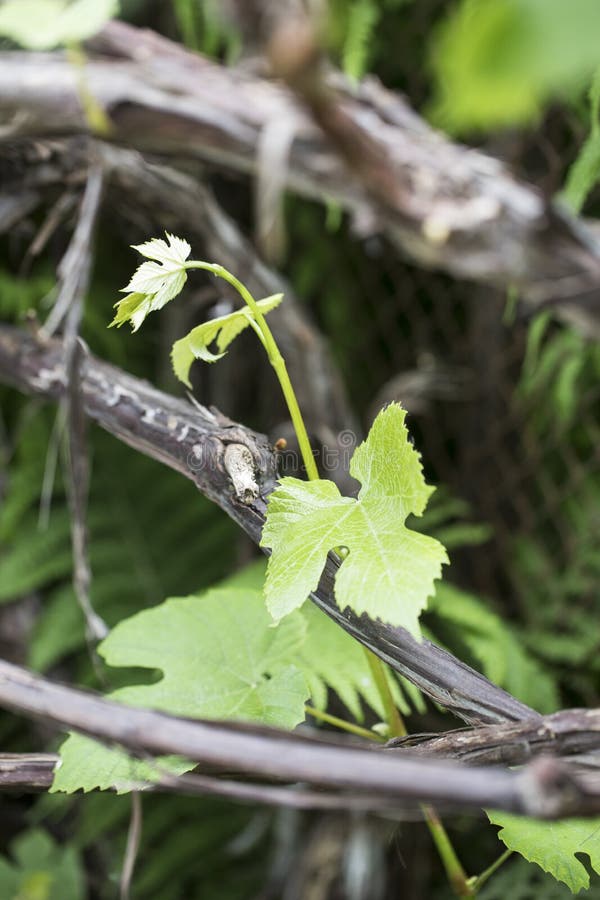Young Green Grape Branches in the Springtime. Grape Trunk Stock Photo ...