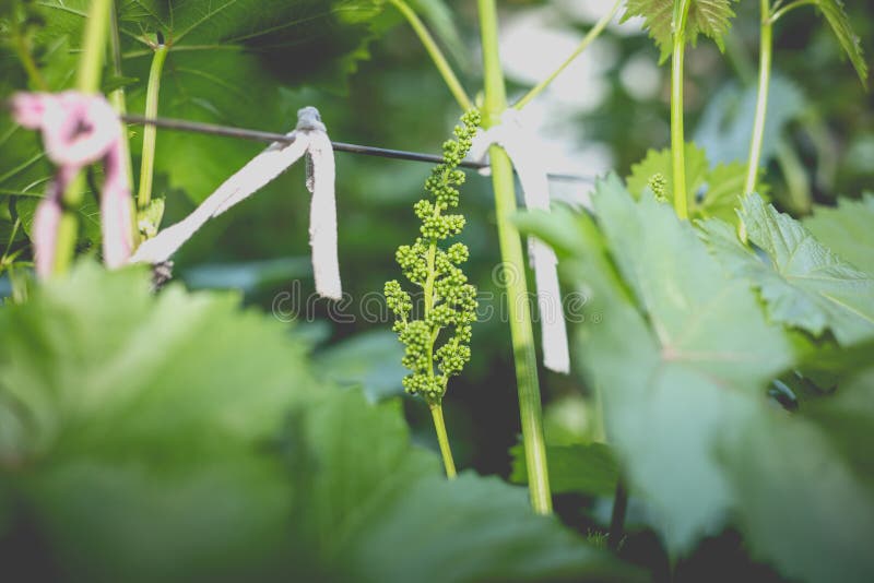Young Green Grape Branches on the Vineyard in Spring Time Stock Image ...