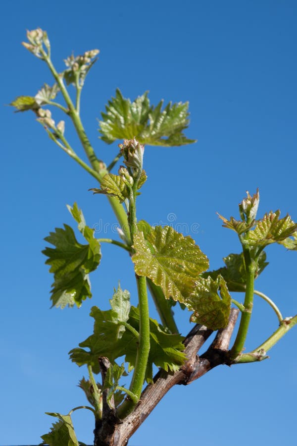 Young Green Grape Plant Shoot with Leaves, Buds and Berry Ovaries and ...