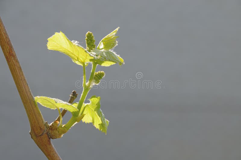 Young Green Grape Sprout at Grapevine in Spring Stock Image - Image of ...