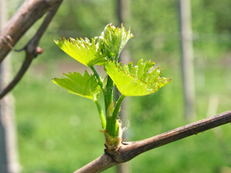 Young green grape sprout. stock photo. Image of fresh - 31203990