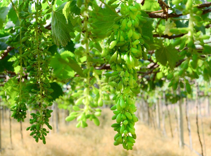 Young green grapes stock photo. Image of small, grapes - 40979948