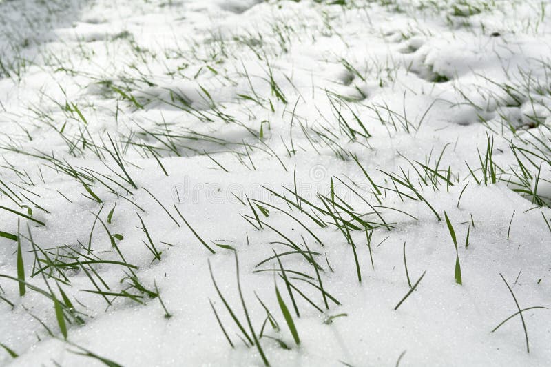 Grass in the snow stock image. Image of blossom, leaves - 30046145