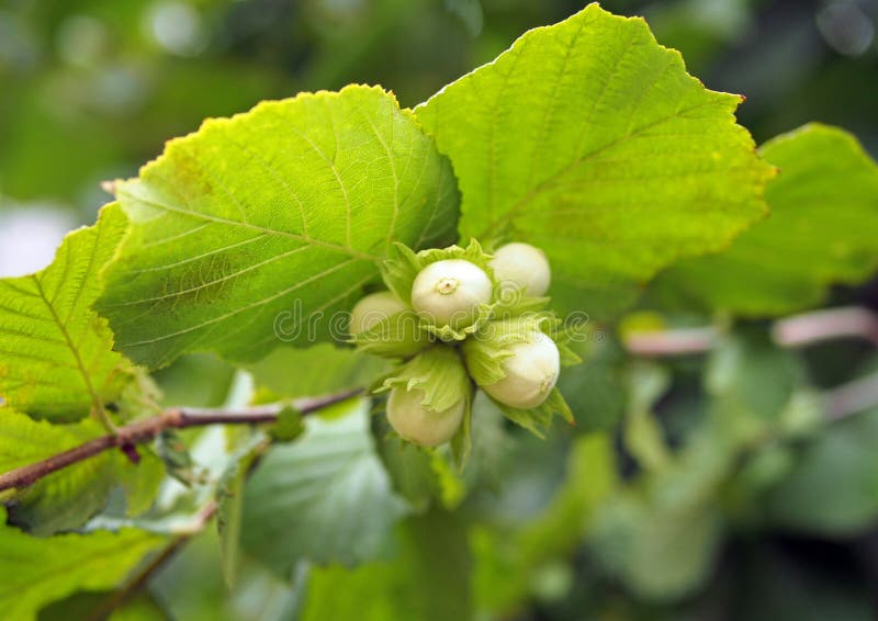 Young Green Hazelnuts on the Branches Stock Image - Image of natural ...