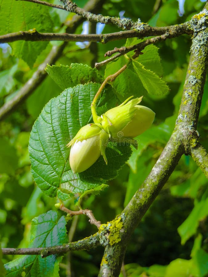 Young Green Hazelnuts Growing on a Tree Stock Image - Image of young ...