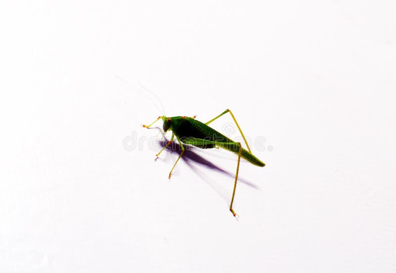 Young and Green. Green Insect on the White Background Stock Photo ...