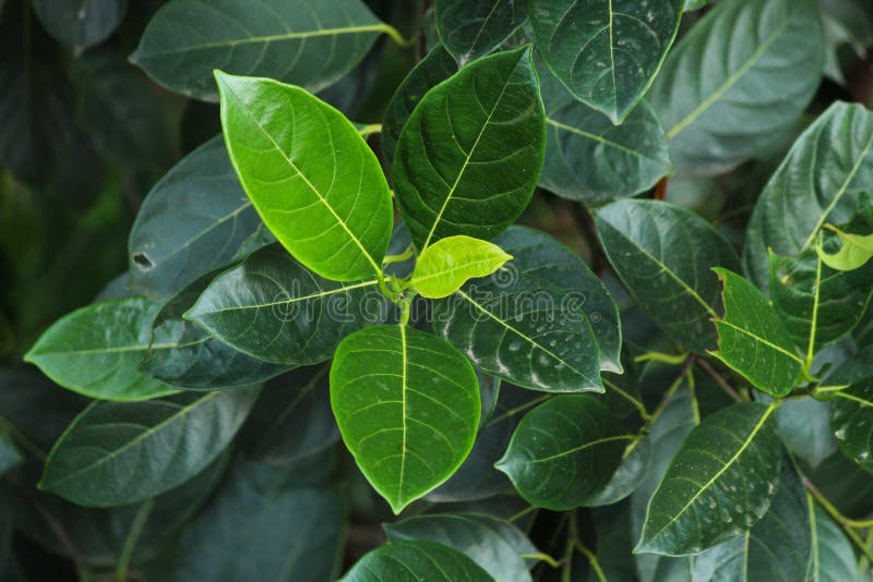 Young Green Jack Fruit Leaves Stock Photo - Image of forest, closeup ...