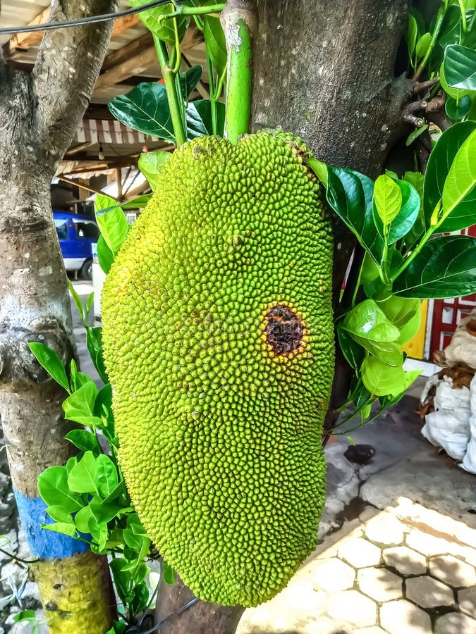 Young Green Jackfruit Still on the Tree with Its Stalk Stock Image - Image of jackfruit, green ...