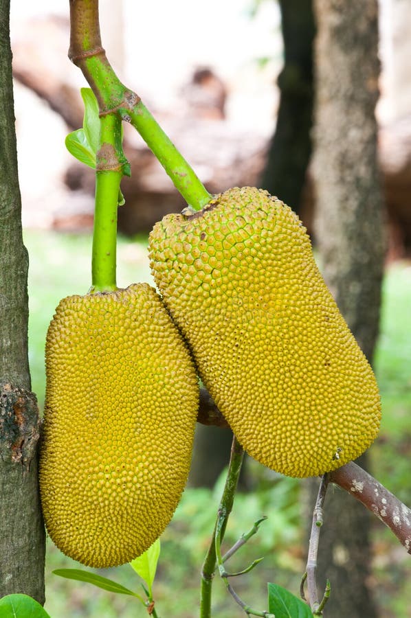 Young Green jackfruit stock photo. Image of garden, thai - 31055364