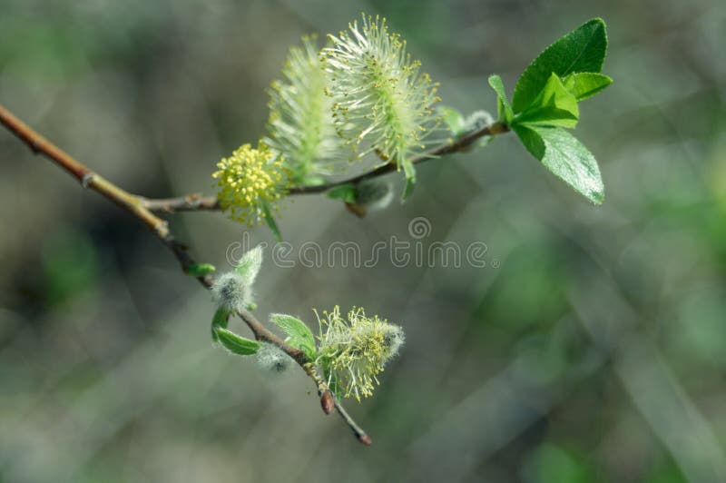 Young Green Kidneys Begin To Develop on a Tree Stock Photo - Image of ...