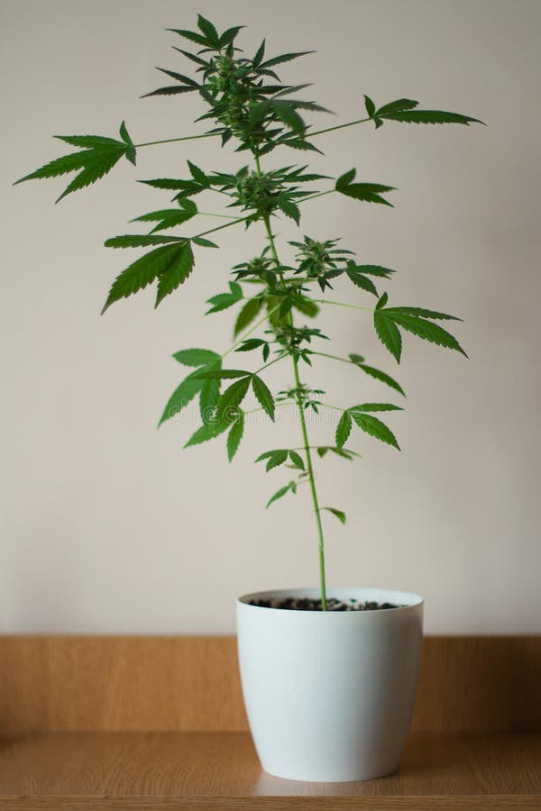 Young Green Leaf Cannabis Indica Plant Marijuana Stock Image - Image of ...