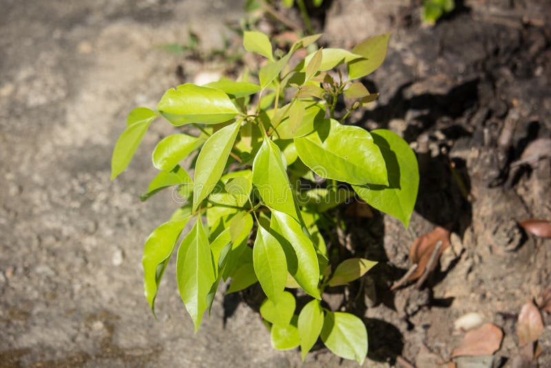 Young Leaf of Cinnamomum Camphora Tree Stock Image - Image of camphor ...