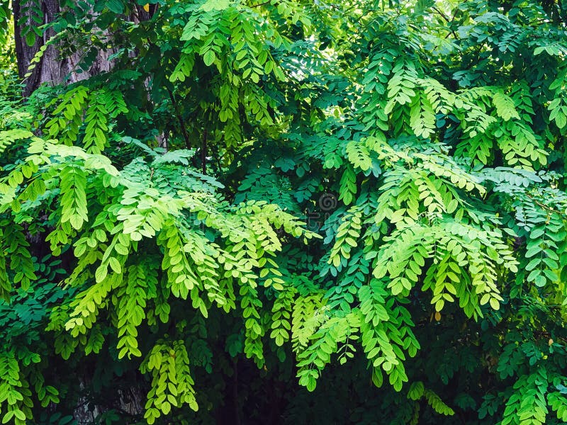 Young Green Leaves Of Acacia On The Branch. Stock Image - Image of ...