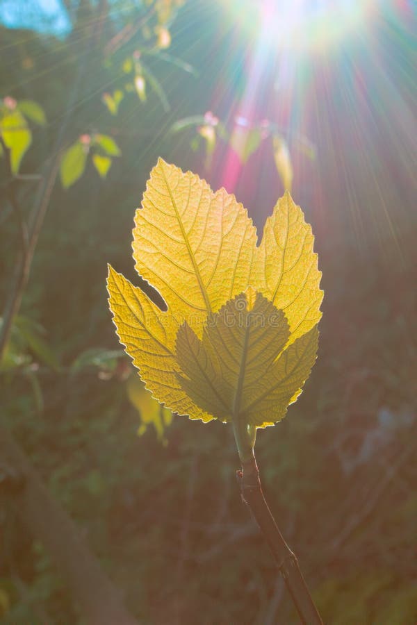 Young Green Leaves in Backlight Stock Image - Image of leave, life ...