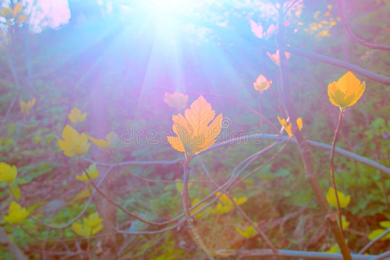 Young Green Leaves in Backlight Stock Photo - Image of leave, greenth ...