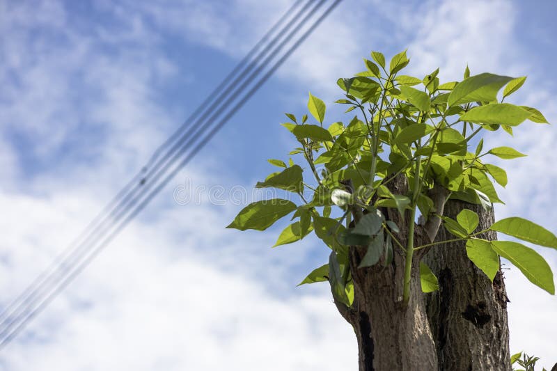Young Green Leaves are Born on Old Trees Stock Image - Image of natural ...