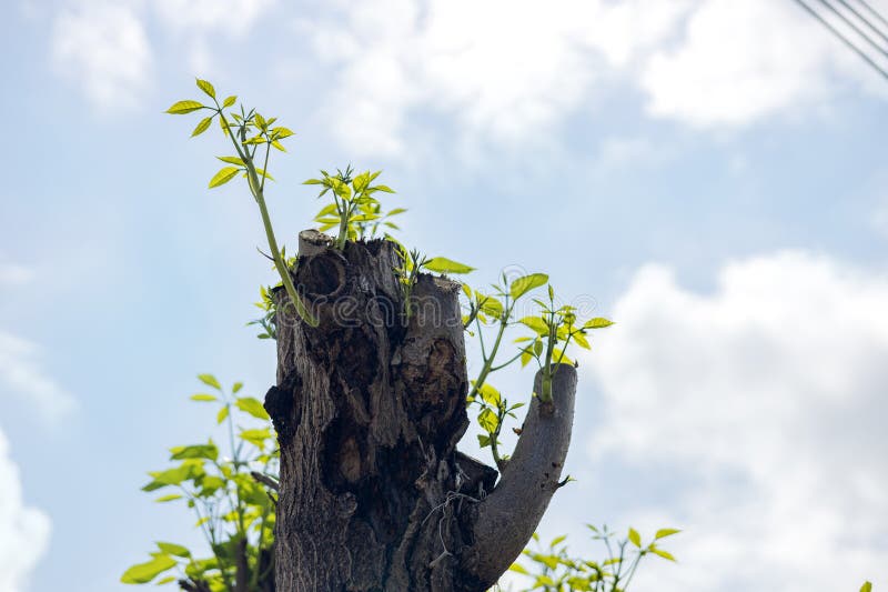 Young Green Leaves are Born on Old Trees Stock Illustration ...