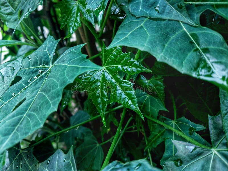 130 Chaya Flower Stock Photos - Free & Royalty-Free Stock Photos from ...