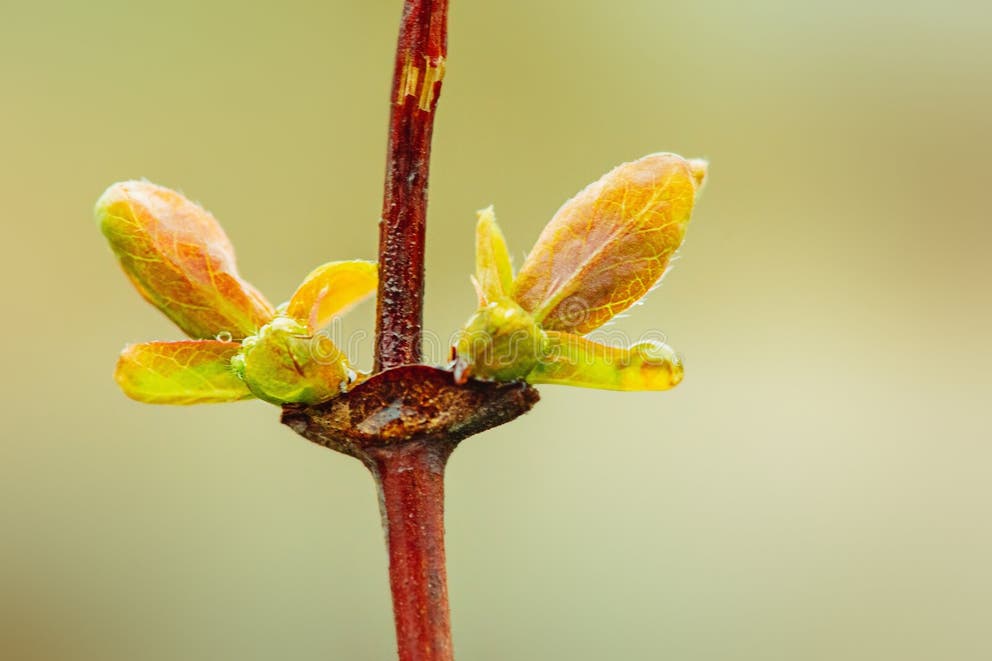 Young Green Leaves of Honeysuckle in Spring. Stock Image - Image of ...