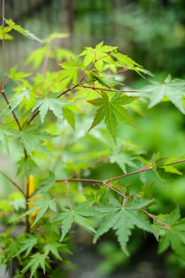 The Young Green Leaves of Japanese Maple Tree. Shallow Depth of Field ...
