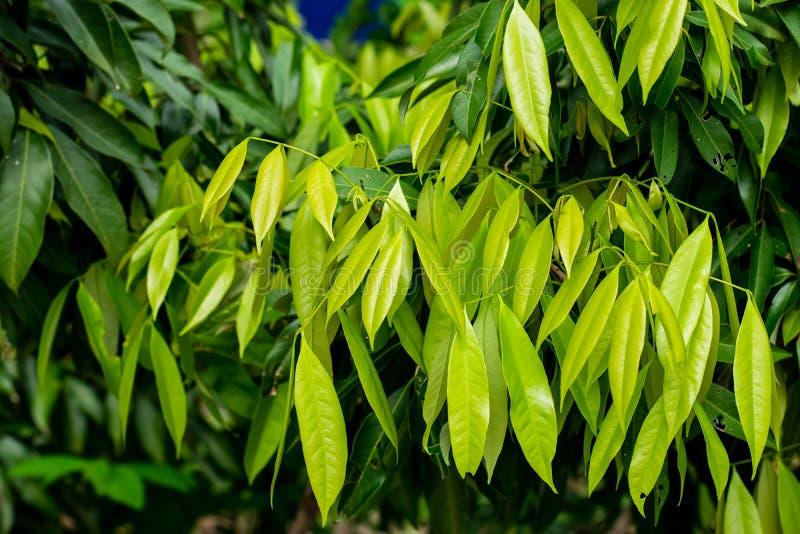 Green leaves Lychee tree stock photo. Image of light - 161413122